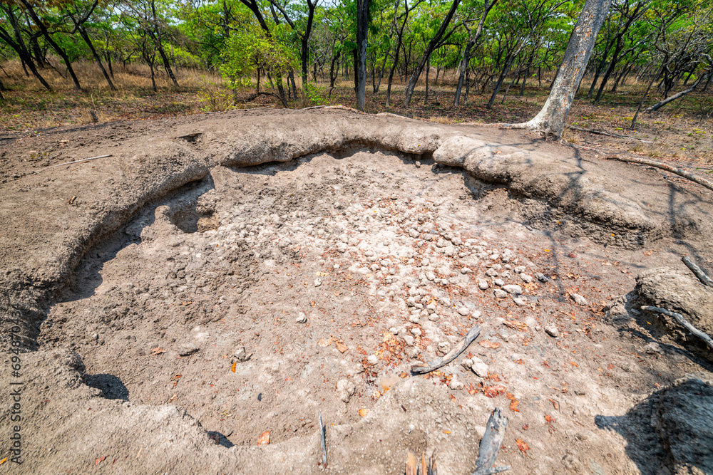 Feeding ground for the Giant sable antelope (Royal sable antelope ...
