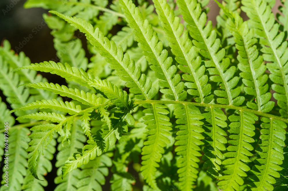Use fern patterns to add a touch of nature to your projects. Isolated ...