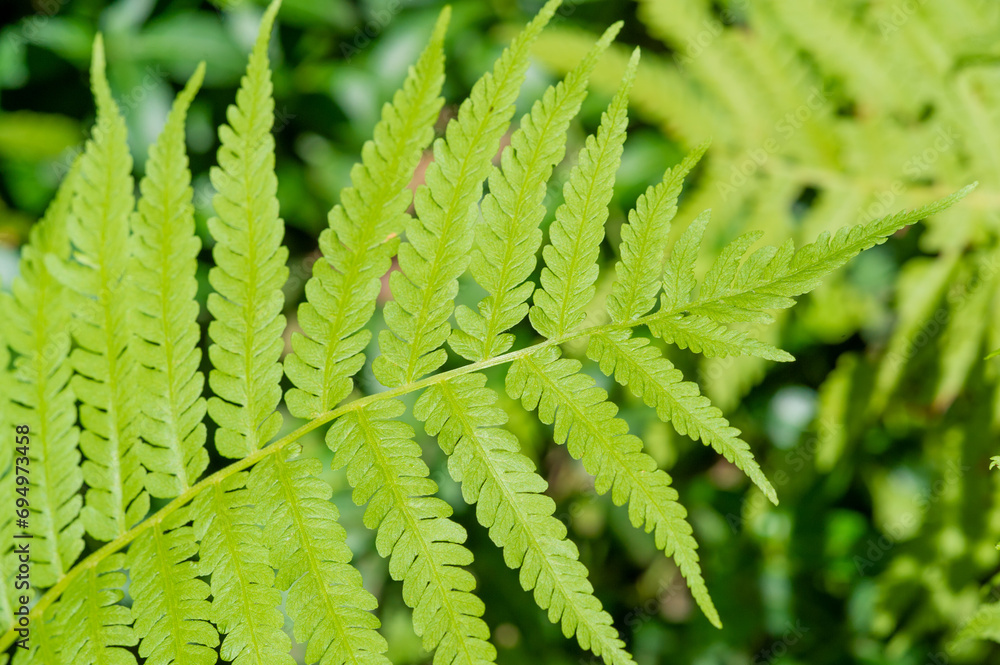 Use fern patterns to add a touch of nature to your projects. Isolated ...