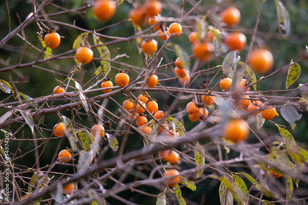 The Japanese persimmon treen. Persimon (Diospyros kaki) is an important ...