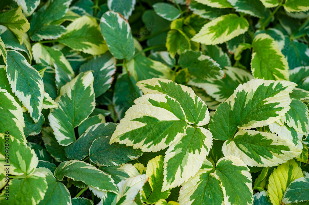 Aegopodium podagraria variegated is a perennial plant. It has green and ...