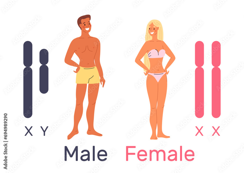 X And Y Chromosome Sex Determination System Human Genome Model Gene Duplication Dna Male And