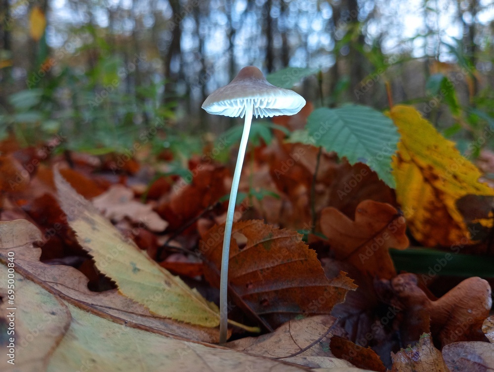 Beautiful fragile little toadstool in the middle of the forest against ...