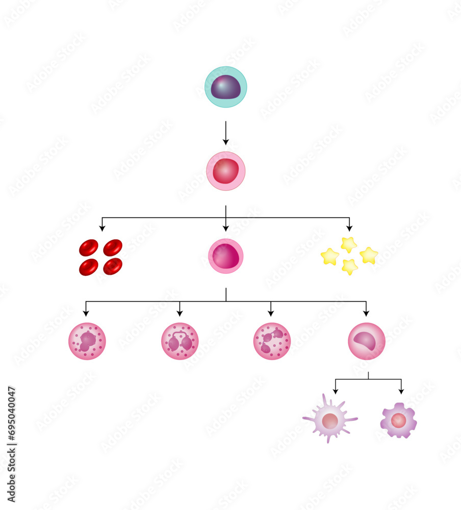Hematopoiesis cell type scheme, stem cell, common myeloid progenitor ...