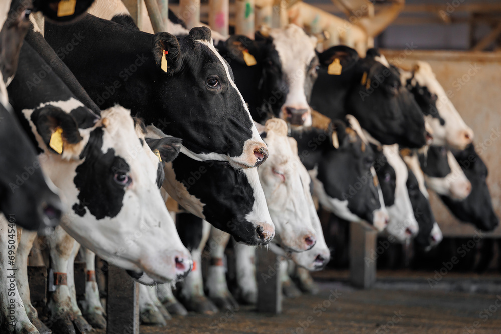 Row Cows on milking suction machine at cattle dairy farm. Concept ...