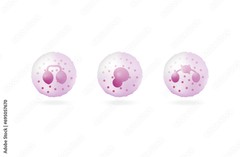 Granulocytes, basophil, neutrophil, eosinophil. Leukocytes, White blood ...