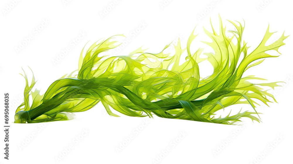 seaweed isolated on transparent background cutout Stock Photo | Adobe Stock