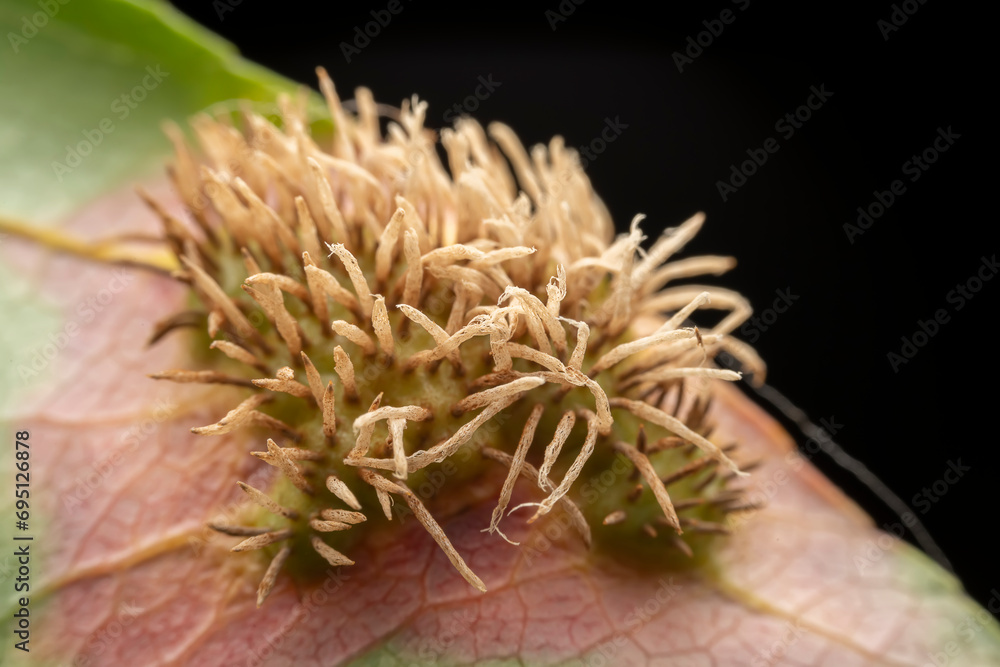 Begonia rust disease on the leaves of wild plants Stock Photo | Adobe Stock