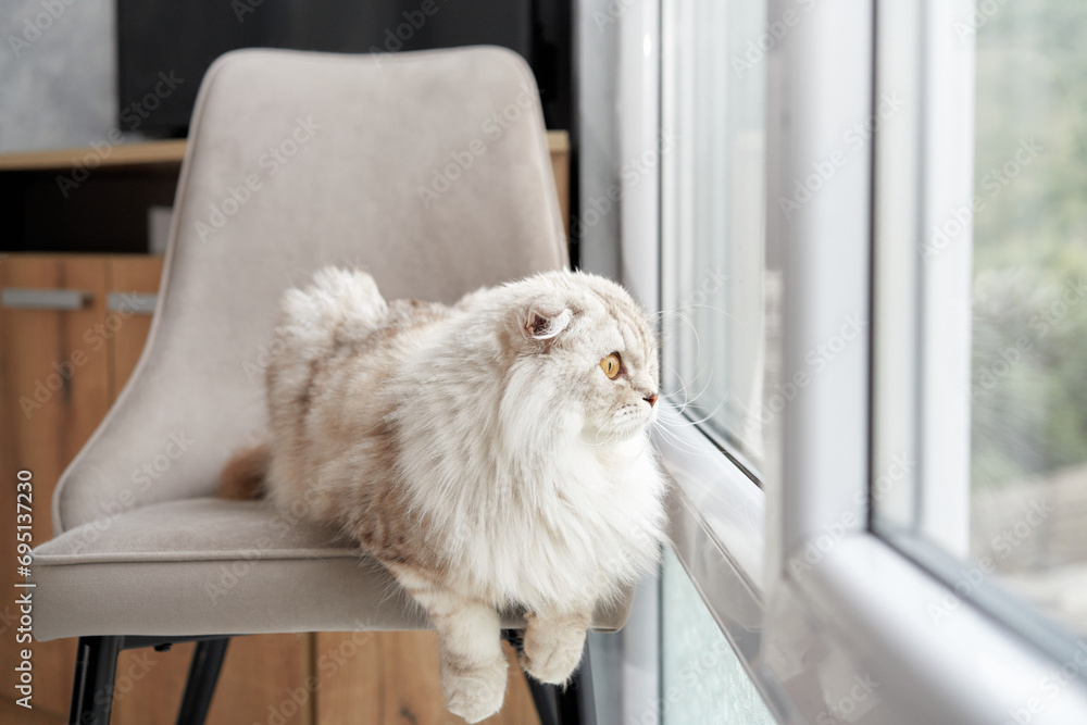 Scottish Fold cat perches on a chair, gazing out with its folded ears ...