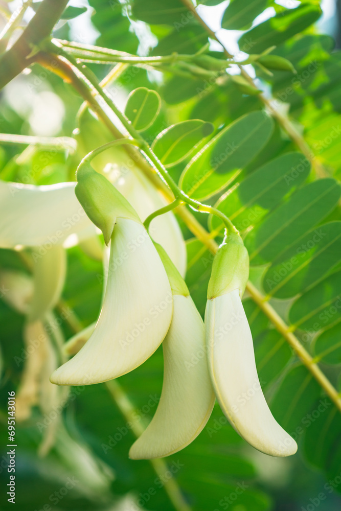 Sesbania grandiflora a bouquet of white flowers. Agasta, Sesban ...