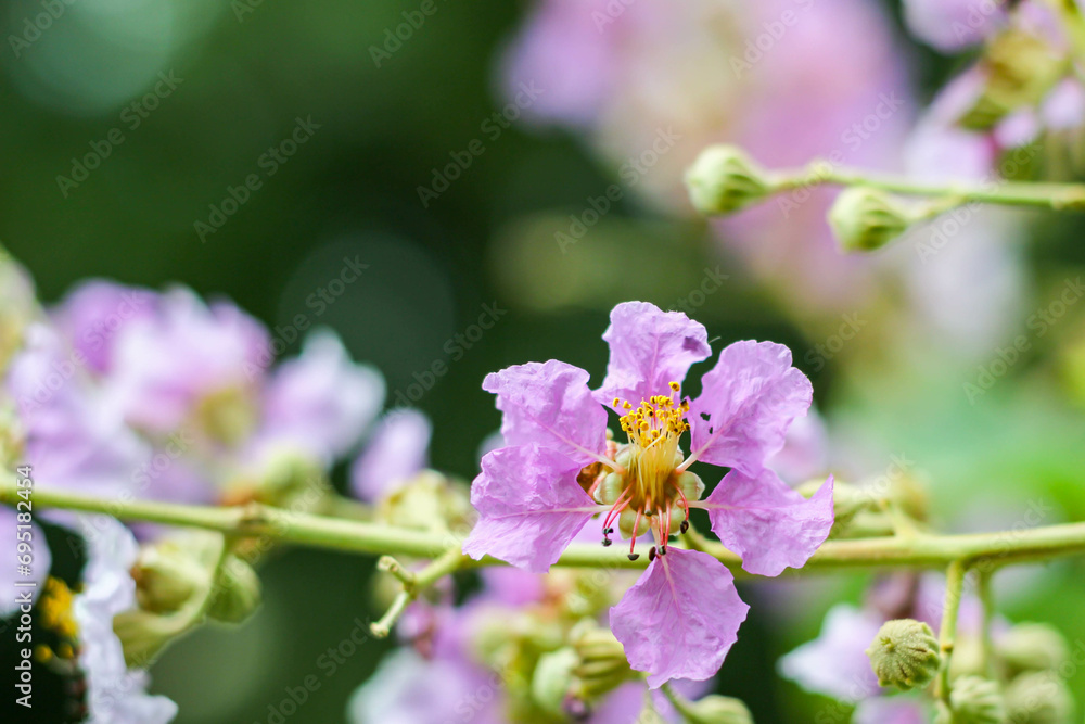 Lagerstromia speciosa, also known as giant crepe myrtle Queen's crepe ...