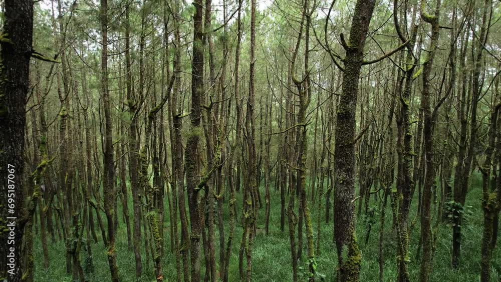 Flying through young pine forest, thin trunks and branches covered with ...
