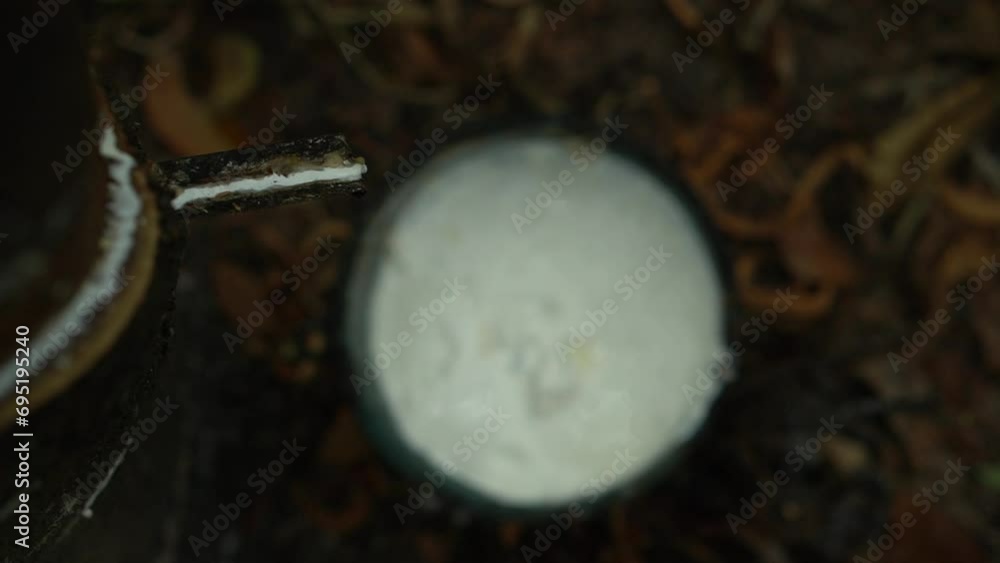 .Close up Latex flows along the cut, then down the channel, it drops ...