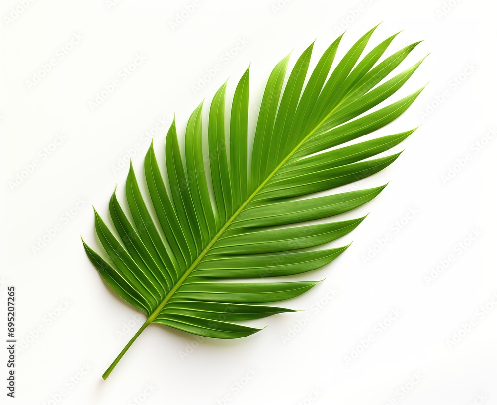 Green leaf of palm tree isolated on white background, tropical foliage ...