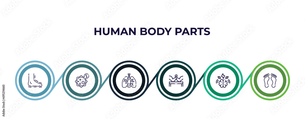 foot side view, big cellule, respiratory system, muscular arm, brain ...