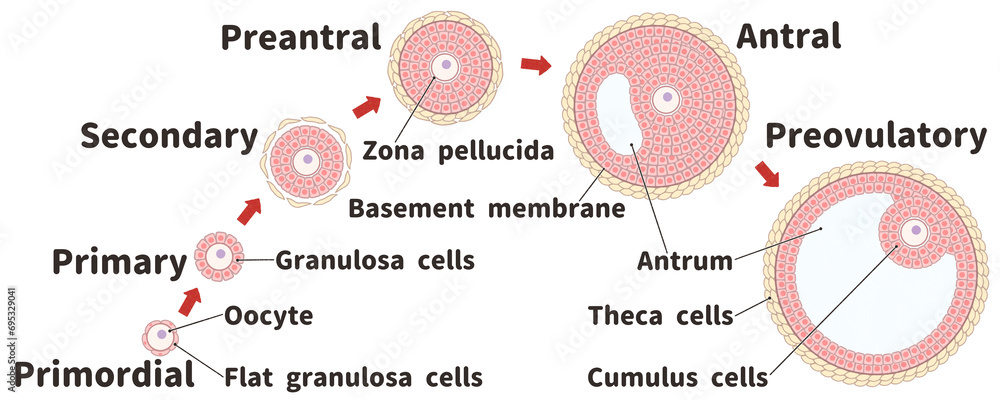 Ovarian follicle growth and development labeled diagram PNG Stock Illustration | Adobe Stock