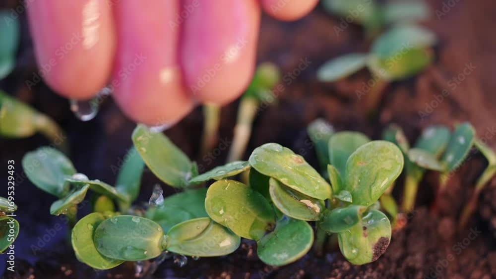Agriculture. hand water group green sprout in the soil field water ...
