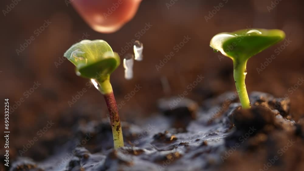 Agriculture. hand two green sprout in the soil water drops irrigation. agriculture concept. hand ...