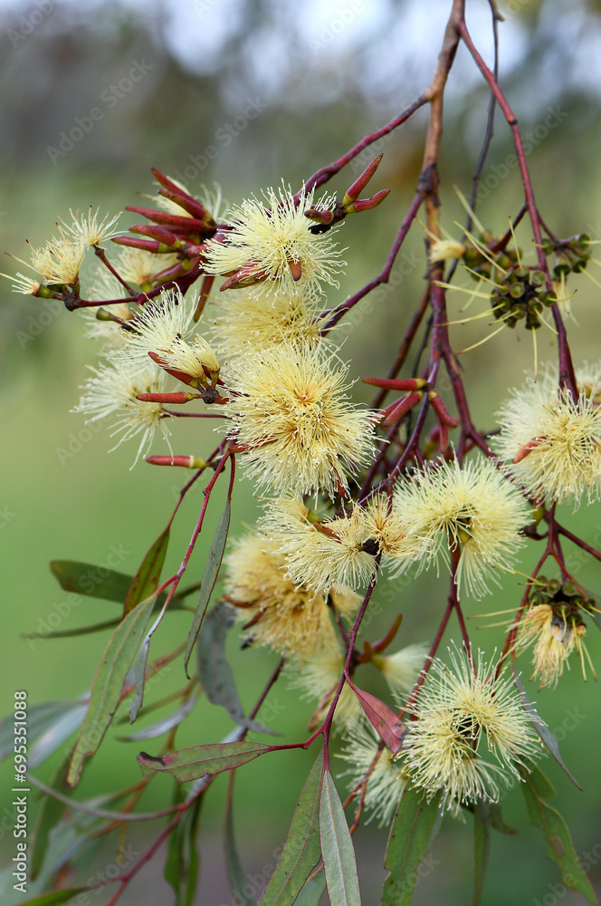 Yellow blossoms, elongated buds and pendulous branches of the ...
