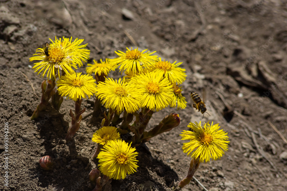 Tussilago farfara, commonly known as coltsfoot is a plant in the ...