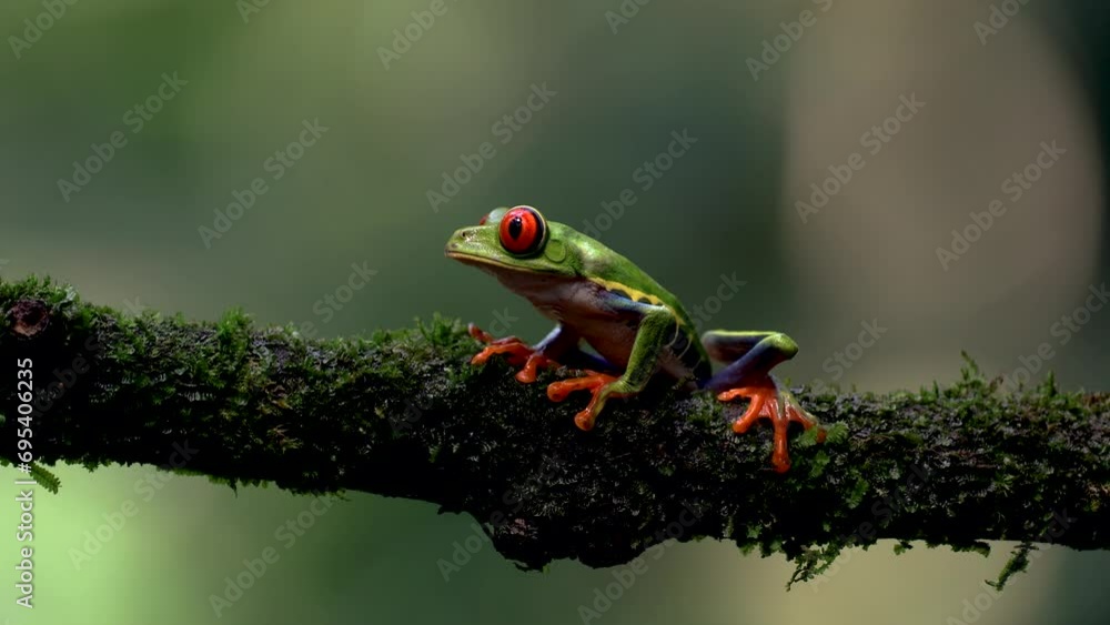 Red-eyed tree frog in the rainforest of Costa Rica Stock Video | Adobe ...