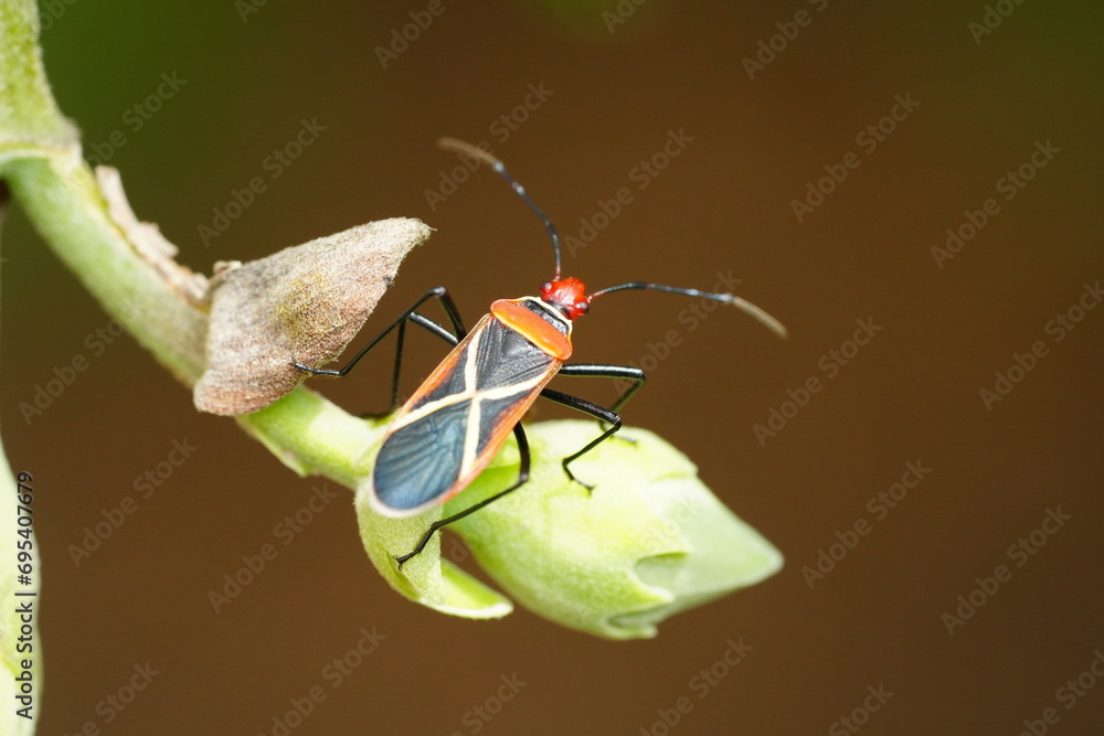 Cotton stainer bugs, scientifically known as Dysdercus spp., are a ...