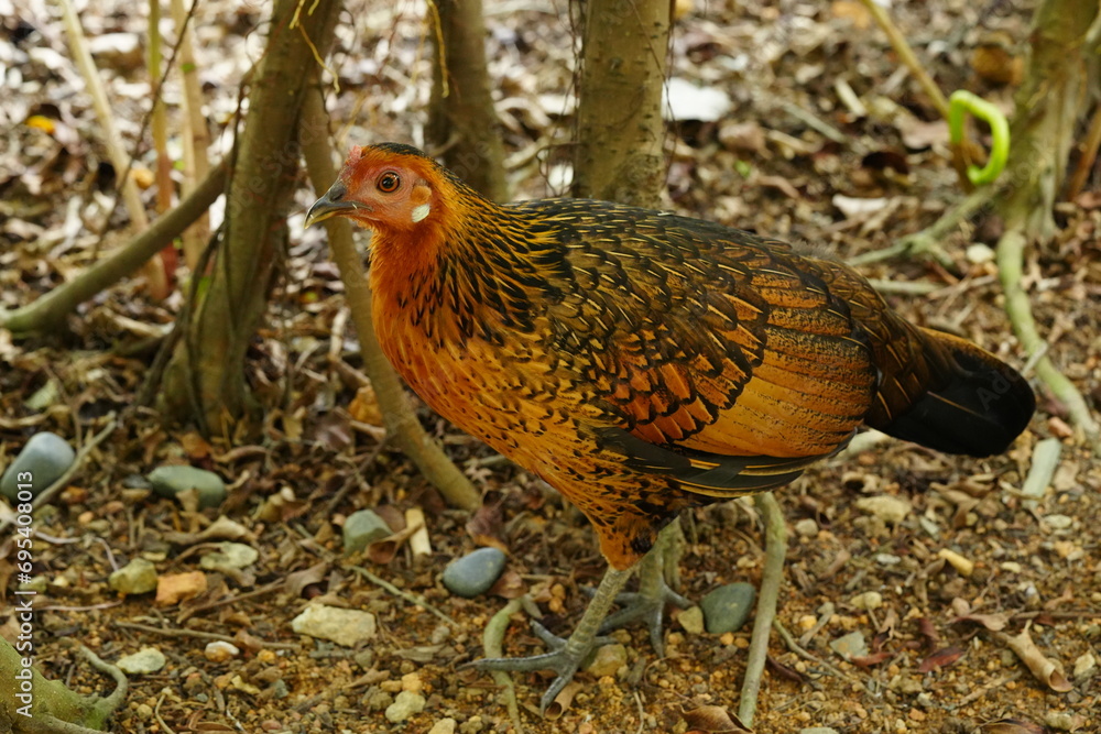 Feral chickens are domesticated chickens that have returned to a wild ...