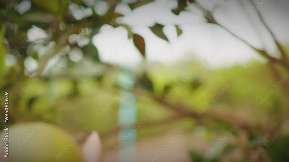 farmer picking fresh oranges. orange fruit trees. sweet orange orchard ...