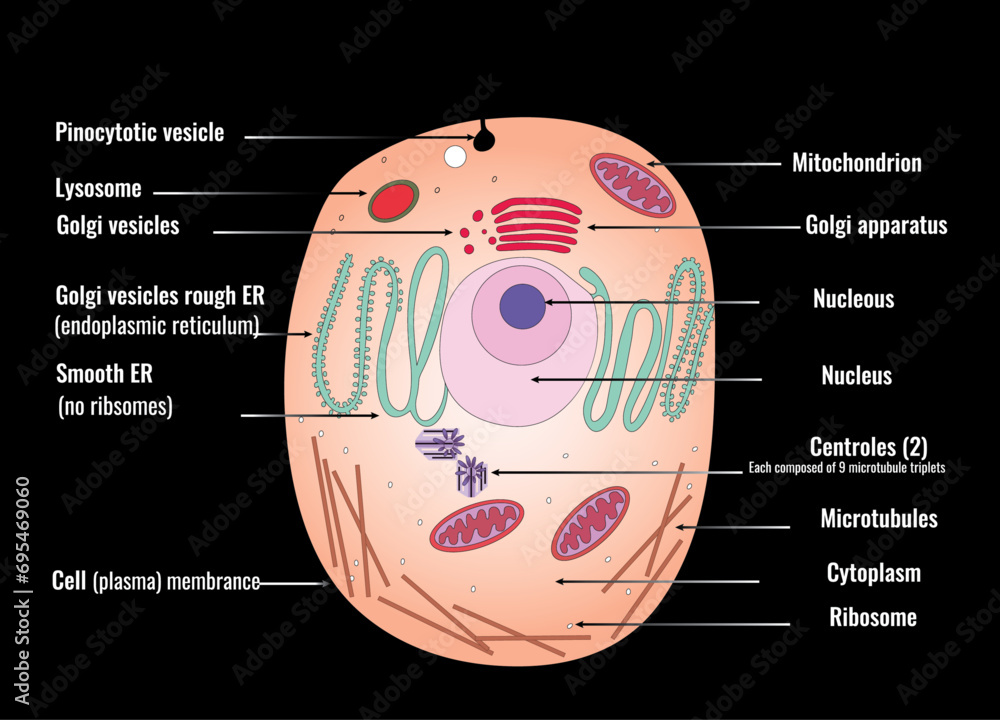 vector animal cell diagram, showcasing its various organelles and ...