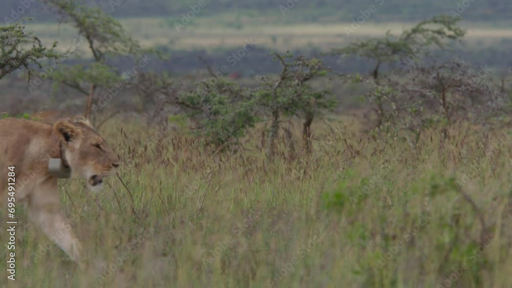 Long lens pan of a collared female lion (panthera leo) scanning the ...