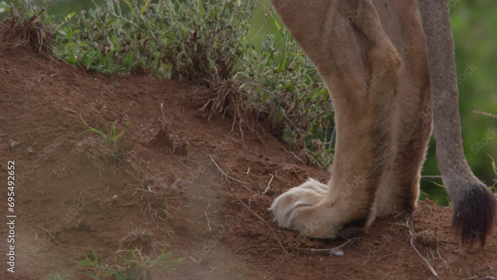 Close up of a collared female lion's (panthera leo) back legs and tail ...