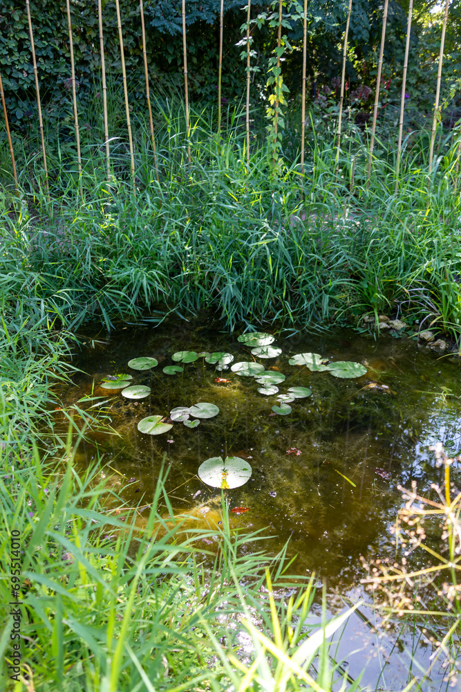 Ecosystème et zone humide - création d'une mare entourée de plantes ...