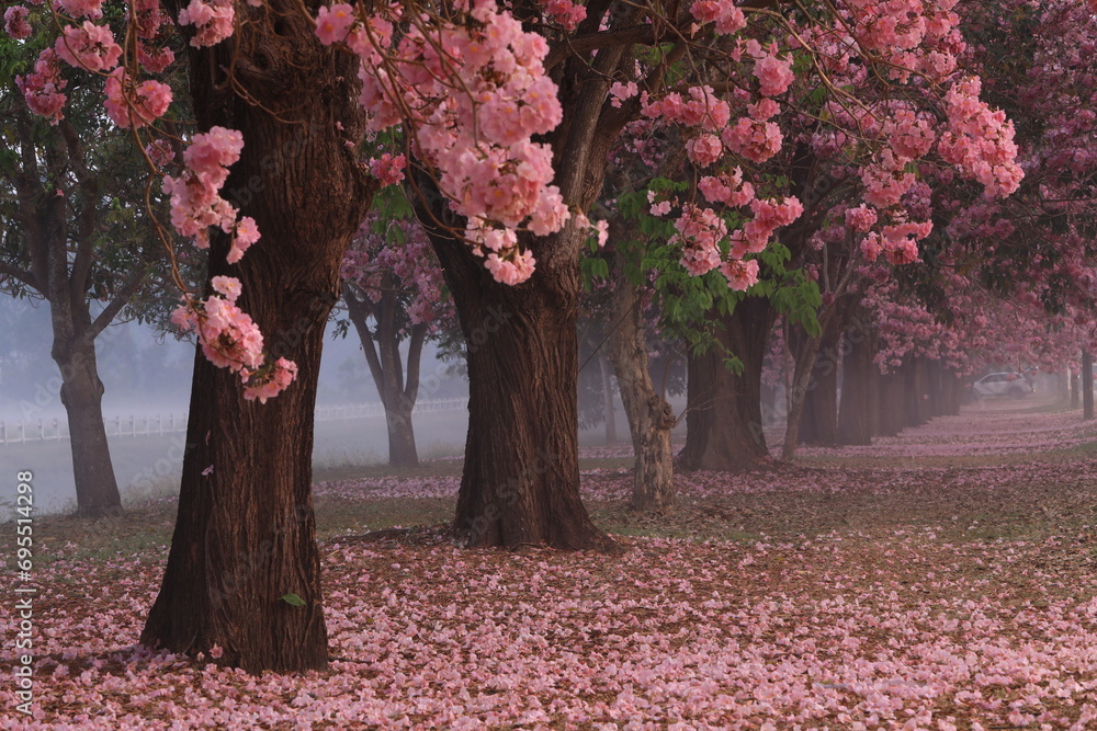 Pink Trumpet (Tabebuia rosea, Pink Tecoma, Rosy Trumpet-tree) Beautiful ...