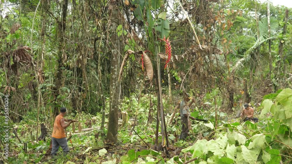 Local people in the Amazon jungle cut down the forest to prepare land ...