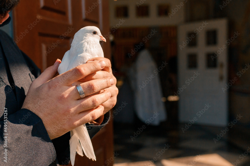 White dove in hands ready to be released into the sky after a wedding ...