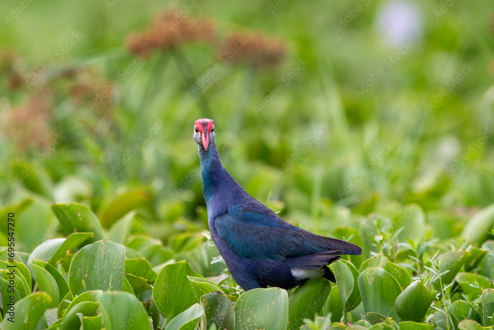 Sazhorozu is a bird species from the bird family. It is also known as ...
