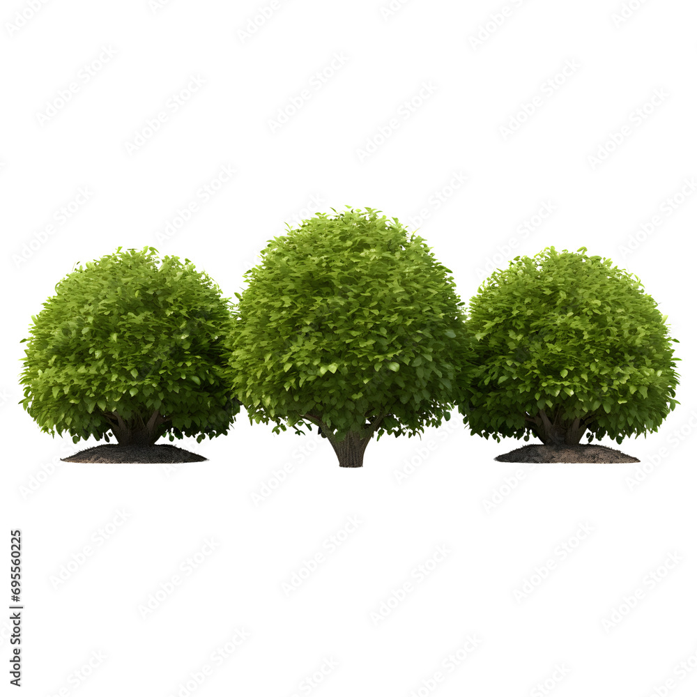 Tropical plant bush tree isolated on transparent background, cut out ...