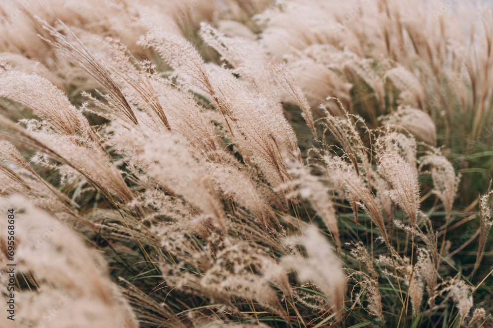 Abstract natural background of soft plants Cortaderia selloana. Pampas ...