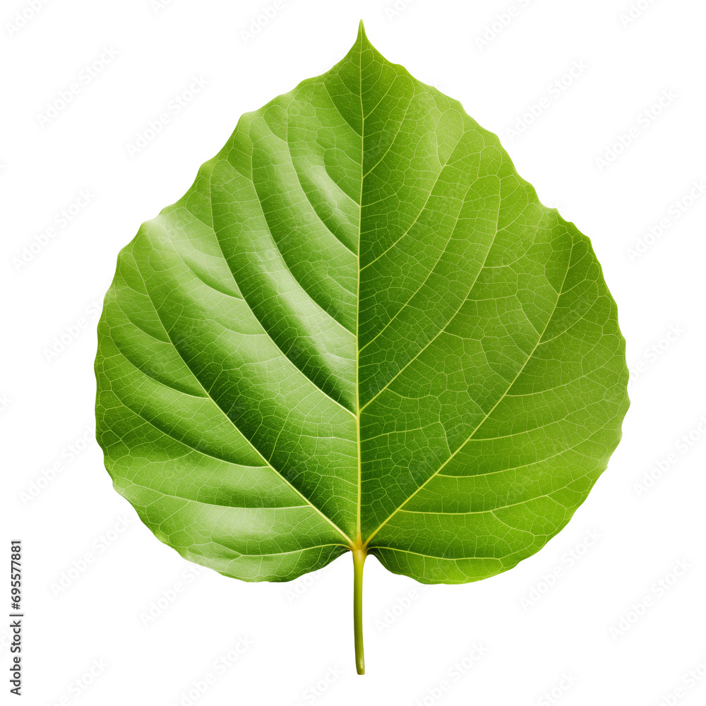 Tilia leaf is cut out on a transparent background. Tilia leaf can be ...