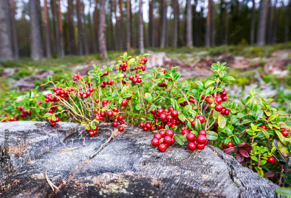 Red ripe cowberry also known as lingonberry grow in the forest Stock ...