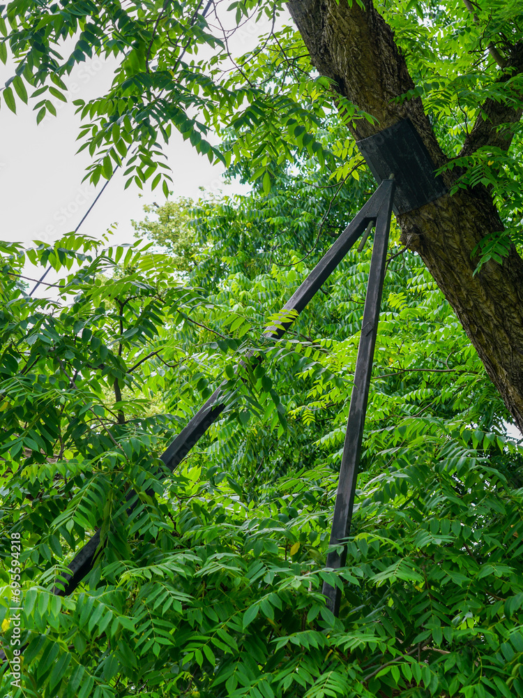 Metal supports for a leaning tree in a city park, saving the tree from ...