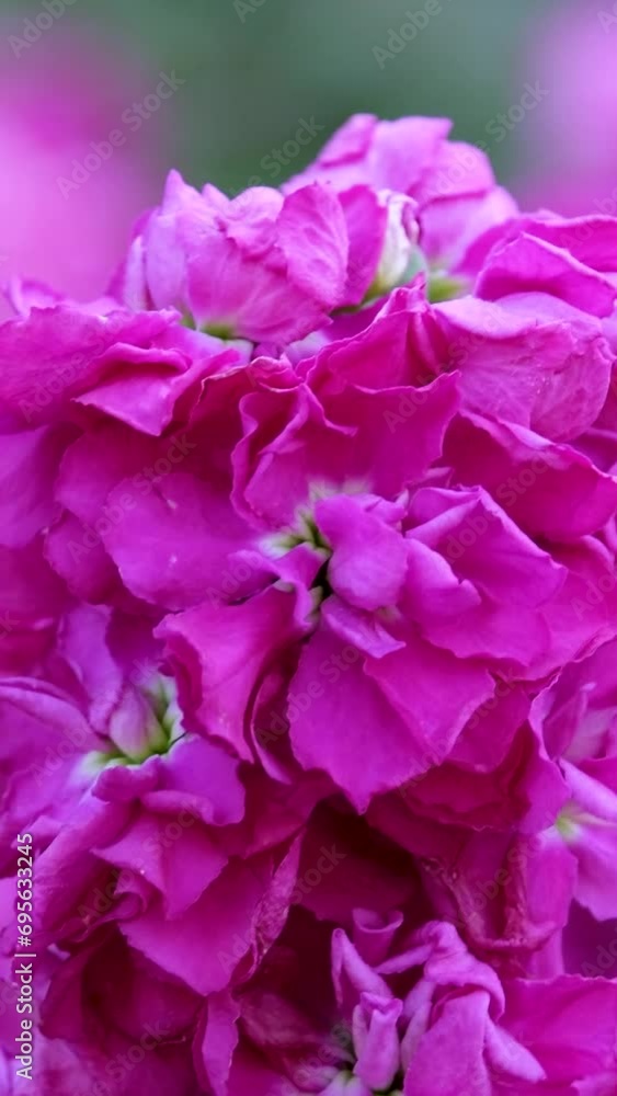 Vidéo Stock Bright pink raspberry flowers The famous gardens of ...