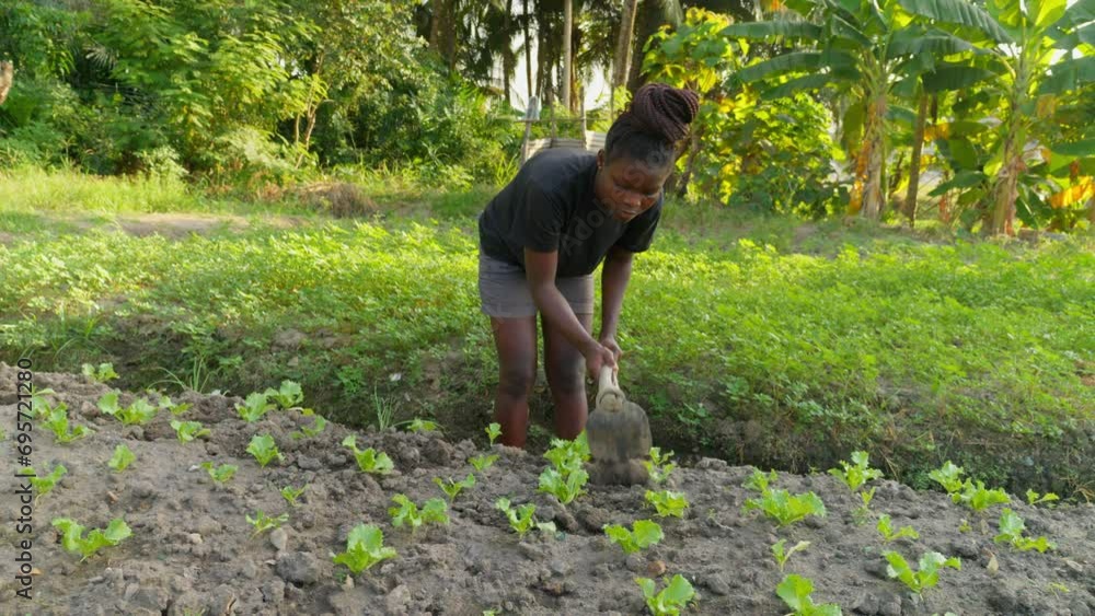 black female farmer african woman shape soil, remove weeds with hoe in ...