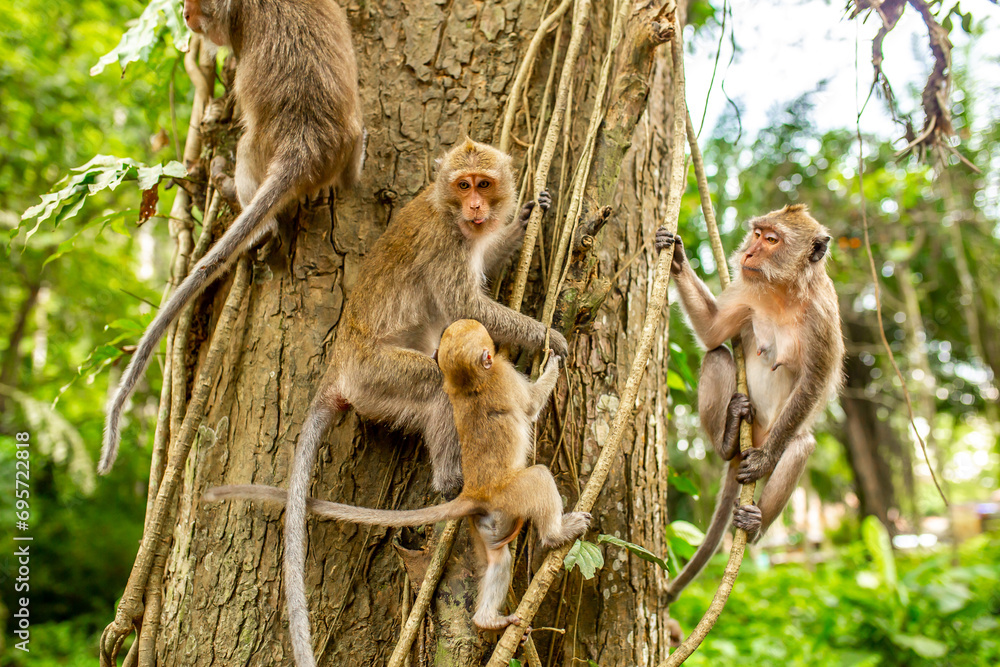 Monkeys in nature in the jungle of Thailand. A flock of monkeys in the ...
