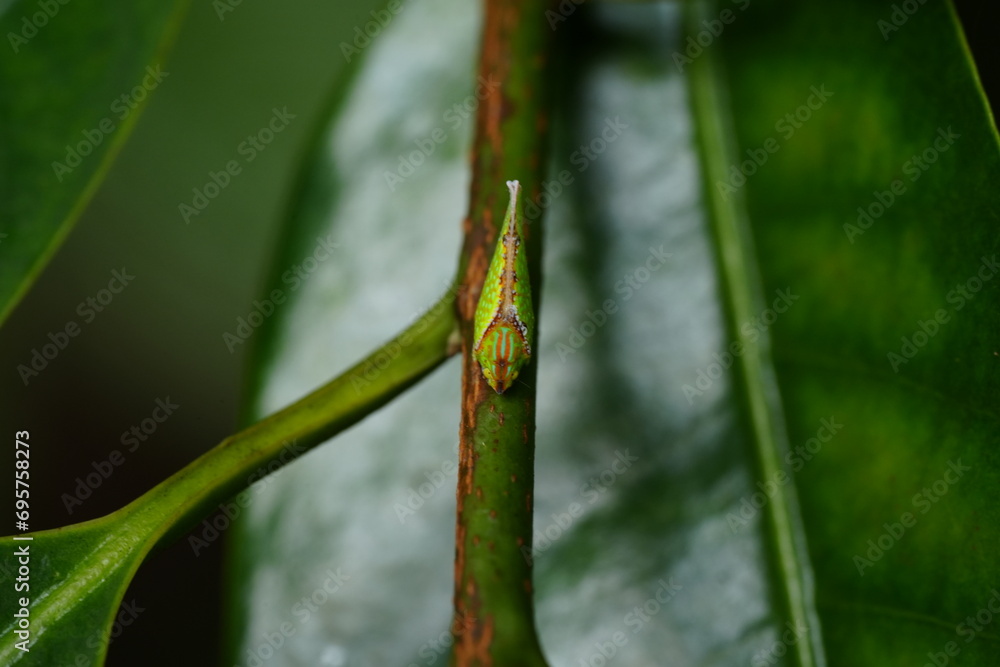The "torpedo bug" could refer to a specific insect known as the Giant ...