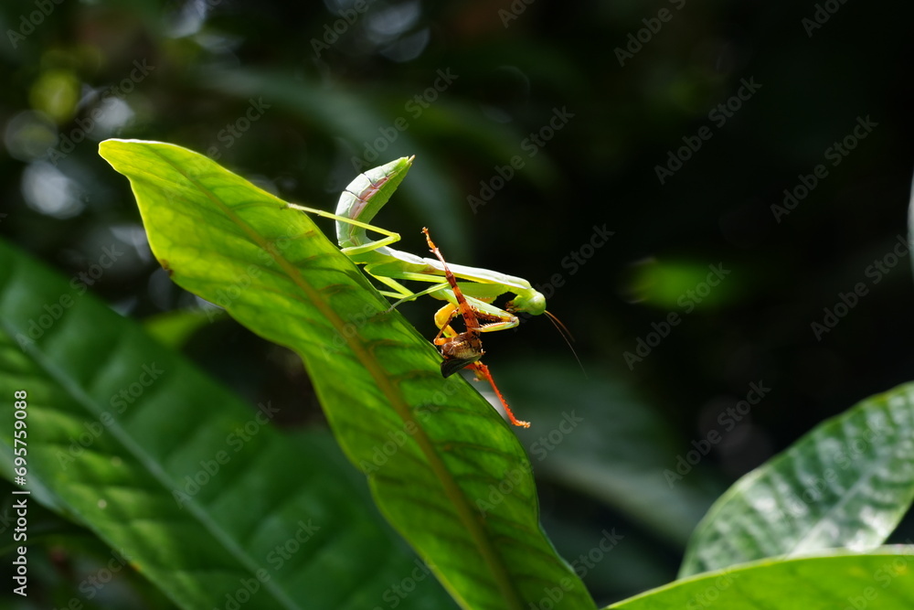 The Carolina mantis, scientifically known as Stagmomantis carolina, is ...