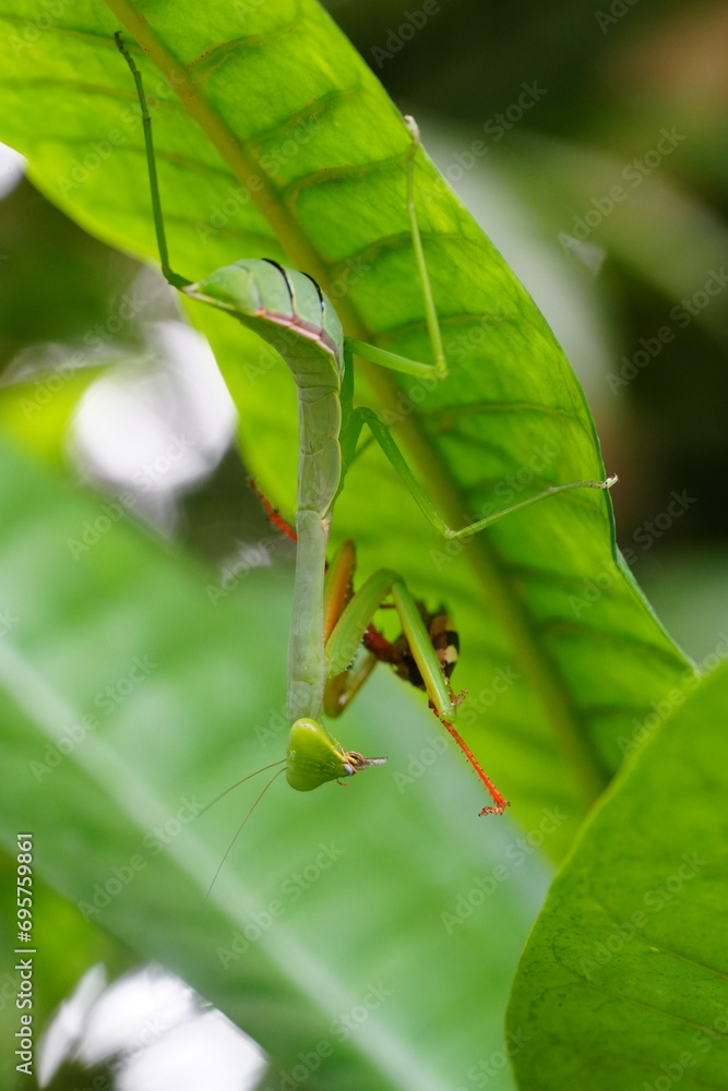The Carolina mantis, scientifically known as Stagmomantis carolina, is ...
