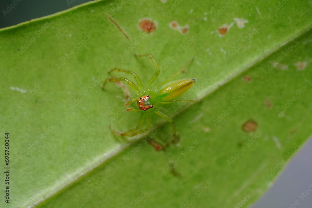 Lyssomanes viridis, commonly known as the Magnolia green jumper or ...