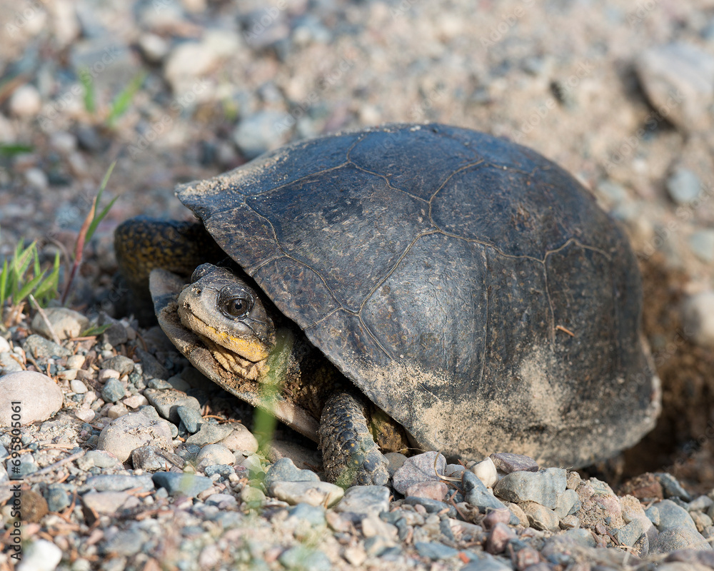 Musk Turtle Stinkpot Photo and Image. Turtle Picture. Close up digging ...