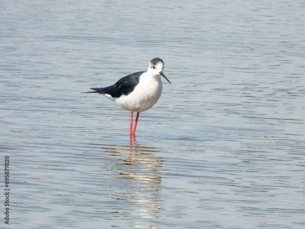 Échasse blanche ( Himantopus himantopus ) petit échassier, oiseau blanc ...